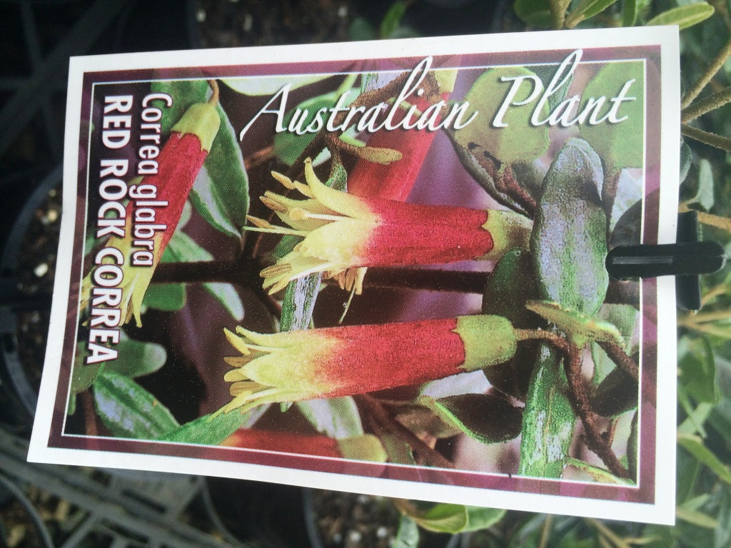 Correa glabra Red CorglaRe Rock Correa 140mm – awesomeplants