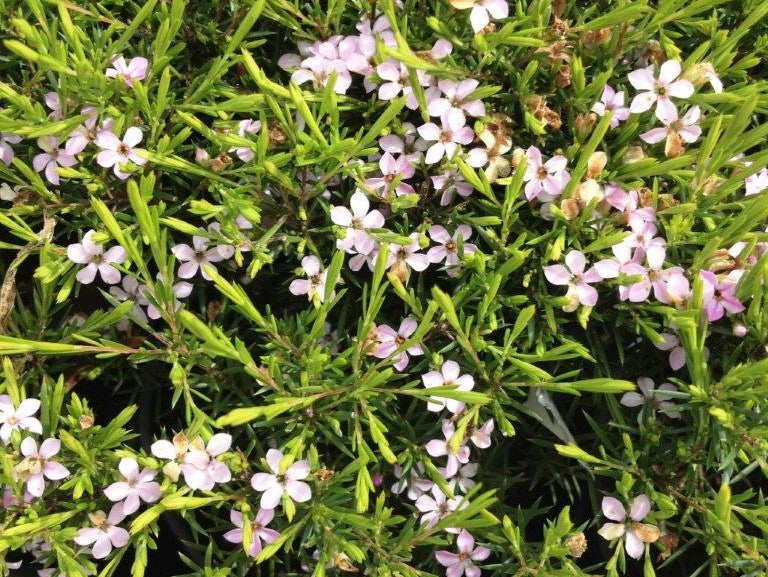 Coleonema pulchellum Compacta ColpulCo Dwarf Diosma, Dwarf Breath of H ...