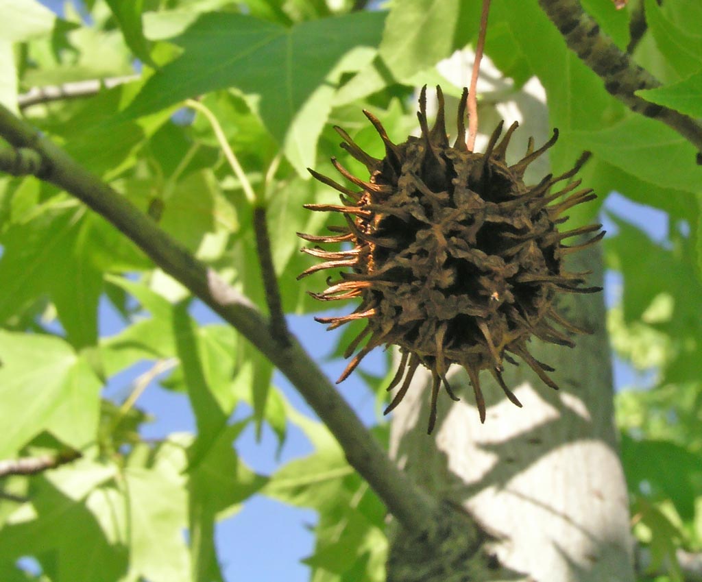 Liquidambar styraciflua Liqsty Syn Liquidambar macrophylla, American S ...