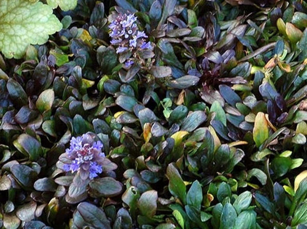 Ajuga reptans Blueberry Muffin AjurepBMu Bugle, Bugleweed, Blue Bugle ...