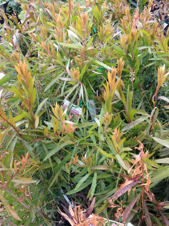 Callistemon citrinus Pink Champagne CalcitPCh Bottlebrush, Common Red ...