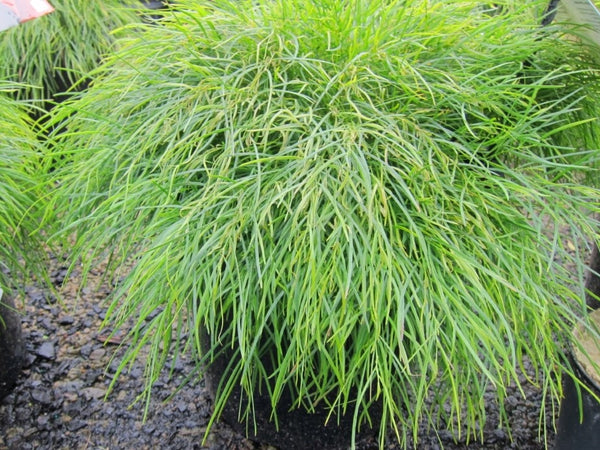 Acacia cognata Limelight AcacogLim Dwarf Bower Wattle Dwarf River Watt ...