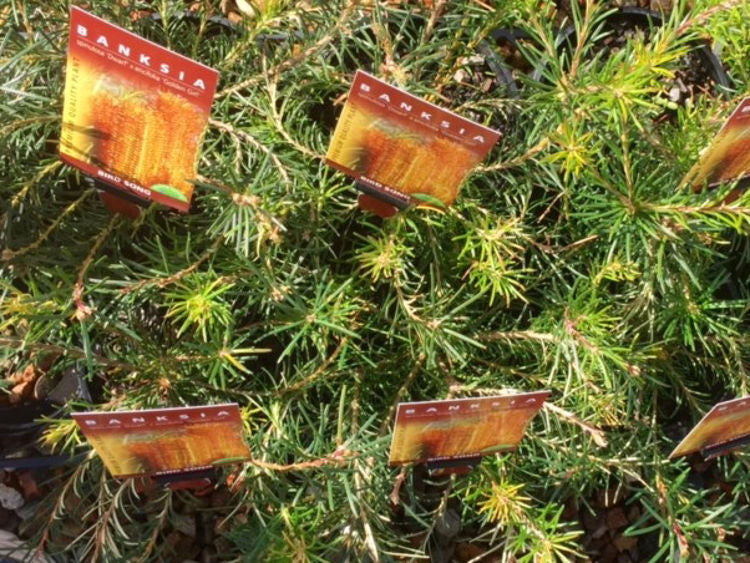 Banksia hybrida Bird Song BanhybBS Banksia 140mm – awesomeplants