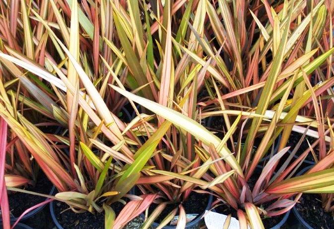 Phormium hybrida Maori Sunrise PhohybMS New Zealand Flax 140mm ...