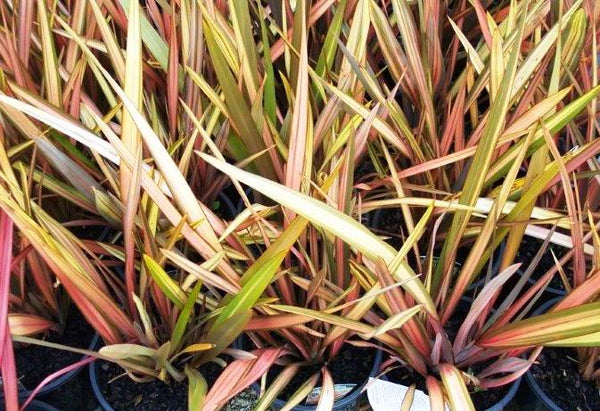 Phormium hybrida Maori Sunrise PhohybMS New Zealand Flax 140mm ...