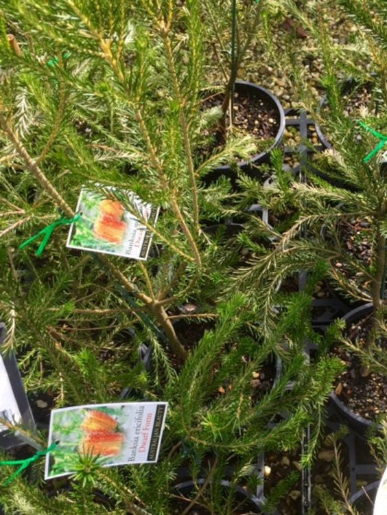 Banksia ericifolia Dwarf BaneriDw Dwarf Heath Leaved Banksia, Dwarf La ...