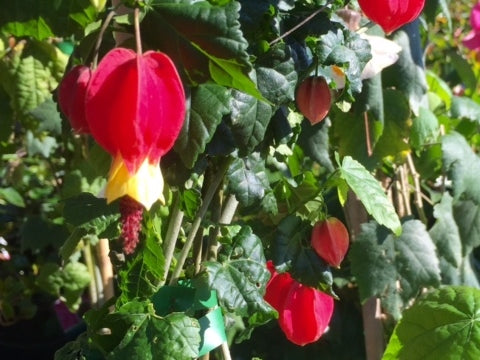 Abutilon hybrida - Abuhyb Chinese Lantern 140mm – awesomeplants