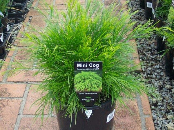Acacia cognata Mini Cog - AcacogMC Dwarf Bower Wattle - Dwarf River Wa ...