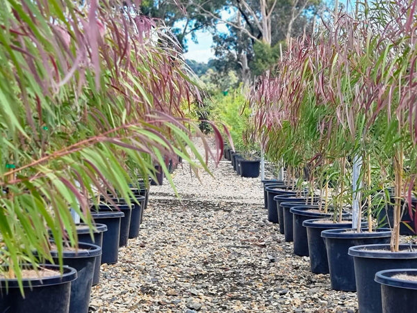 Agonis flexuosa Burgundy AgofleBur Burgundy Agonis, Burgundy Willow My ...