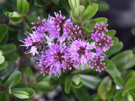 Hebe speciosa diosmifolia Inspiration HebsdIns New Zealand Hebe, Showy ...