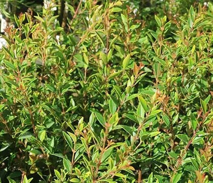 Acmena smithii Slim Jim AcmsmiSJ Lilly Pilly 140mm – awesomeplants